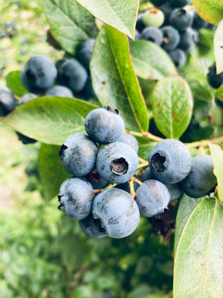 Blueberry Hill Farm – Locally owned and sustainably grown blueberries